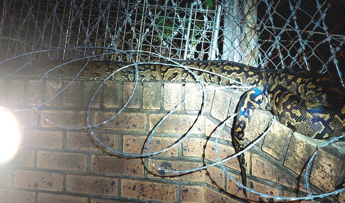 Maior cobra da África do Sul é resgatada de arame farpado e morde ...