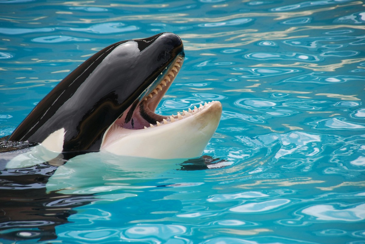 Orcas podem caçar tubarões com objetivo específico: devorar o fígado do ...