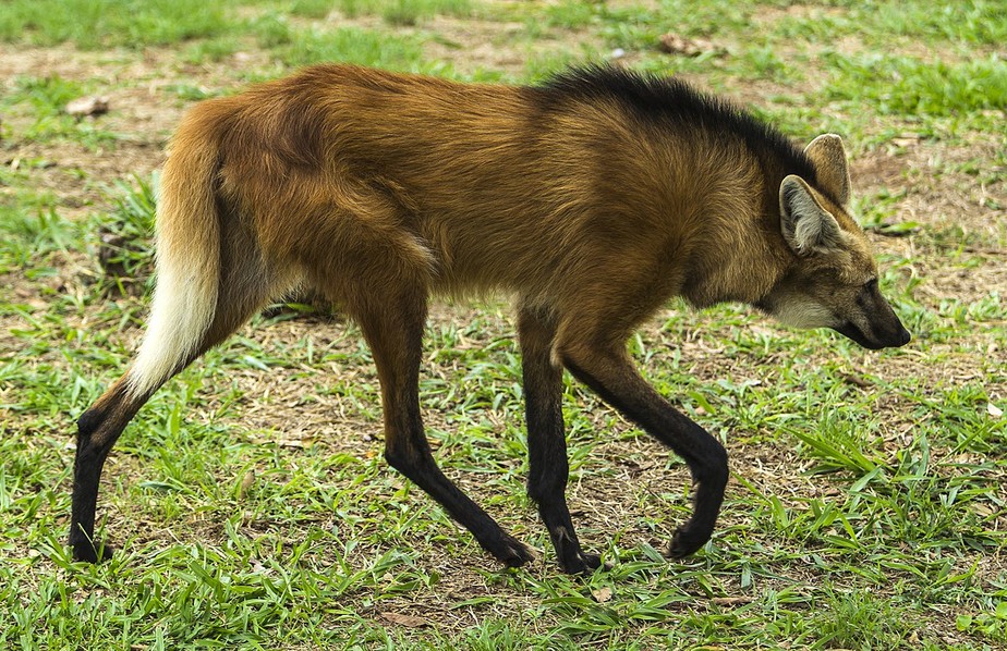 Lobo-guará é avistado em aparição rara em Maricá; veja vídeo ...