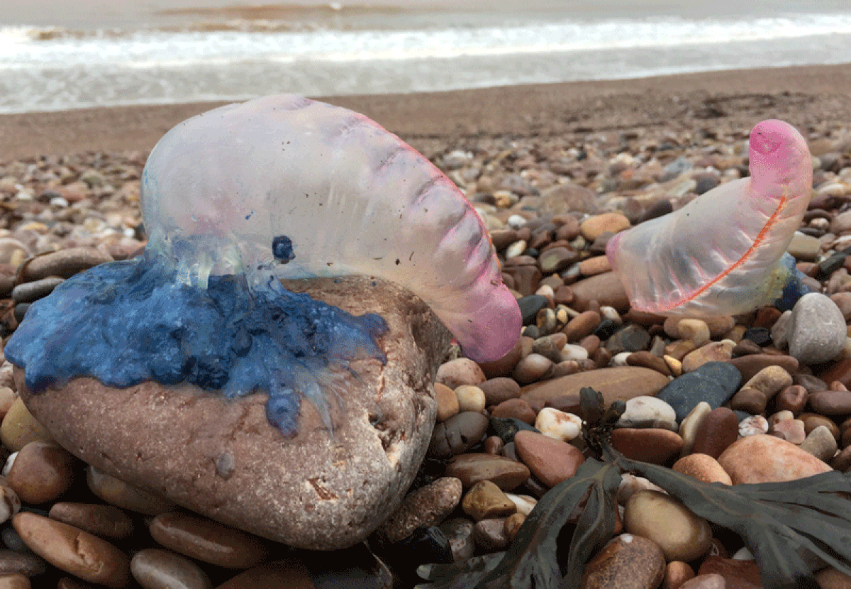 Reino Unido alerta sobre "terror flutuante" após passagem de ...