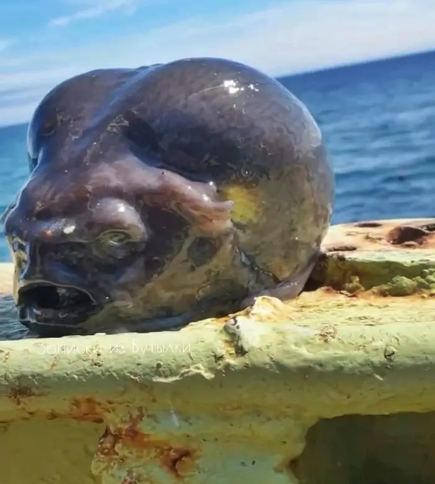 É peixe ou extraterrestre? Criatura capturada por pescador russo ...