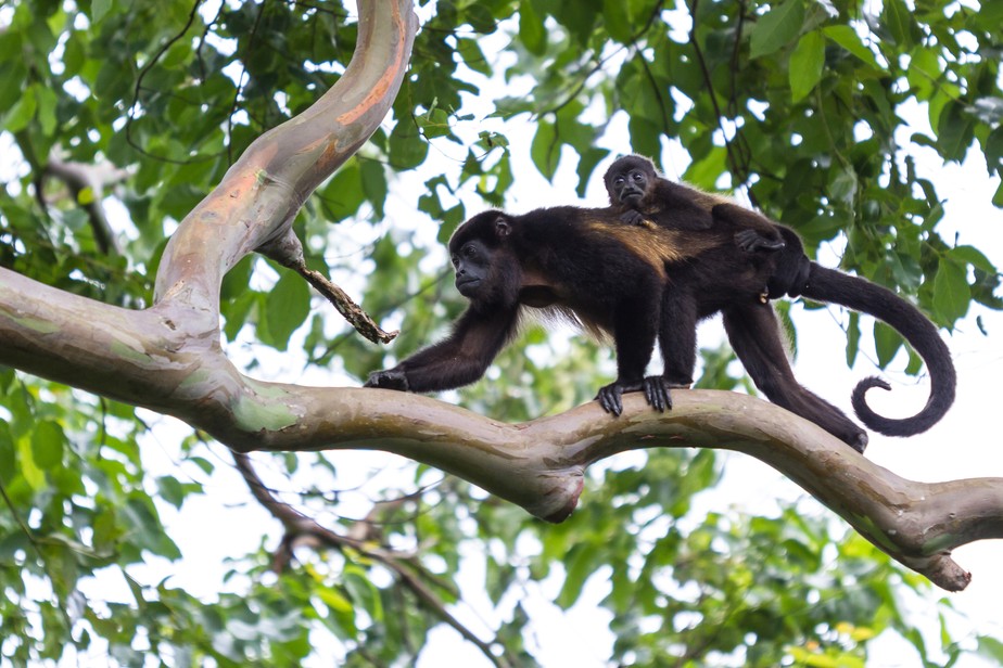 Macacos bugios usam brincadeiras para evitar conflitos, revela estudo ...