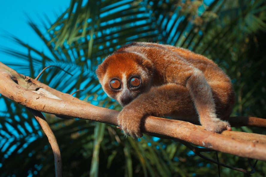 Do fofo "Lóris Lento" ao peixe-boi: descubra 7 dos animais mais lerdos ...