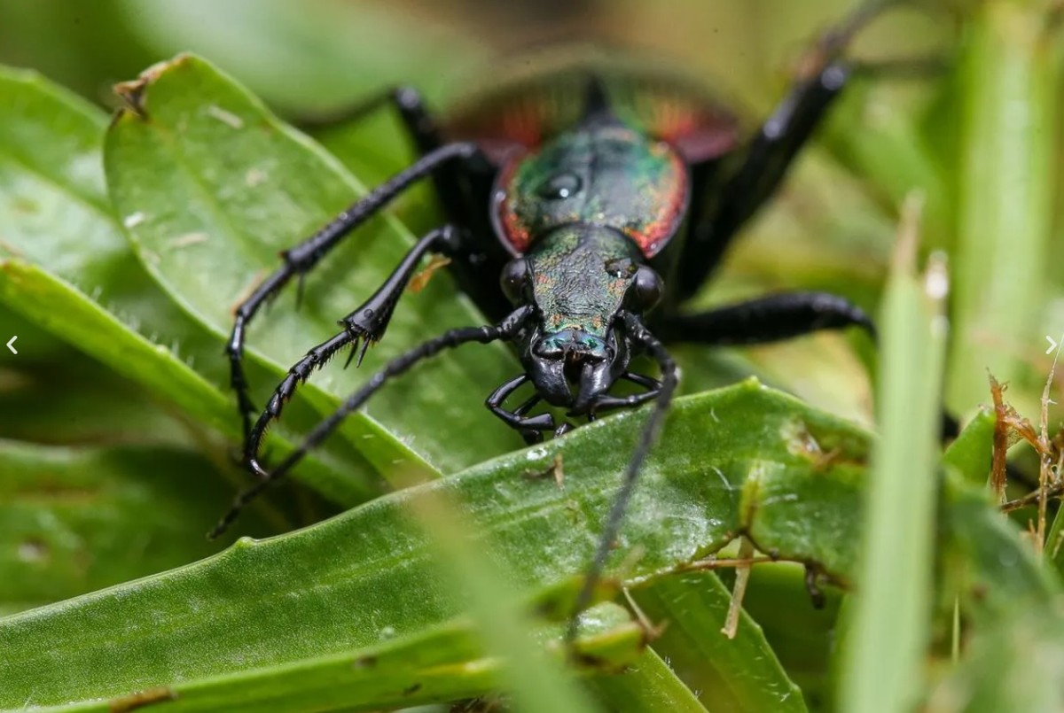 Luz nos insetos: expedição científica brasileira revela riqueza da ...