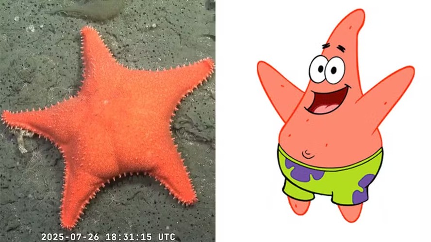 Estrela-do-mar com 'bumbum' surpreende cientistas no fundo do mar: 'É o ...