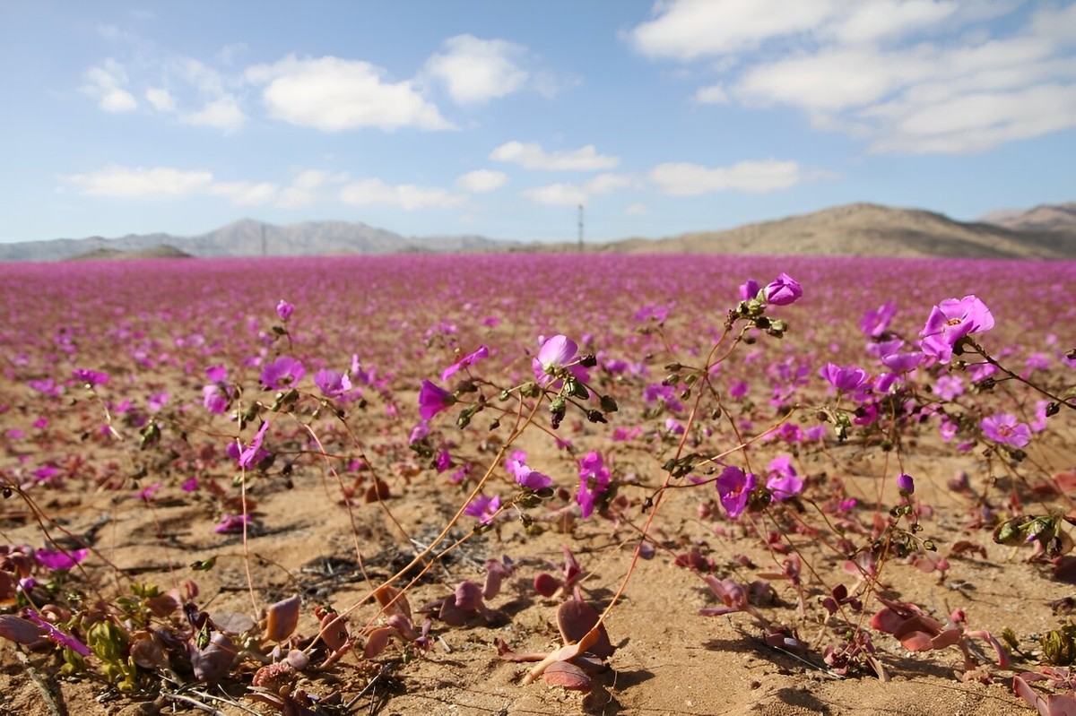 Flor do deserto do Atacama pode ajudar na criação de plantas ...