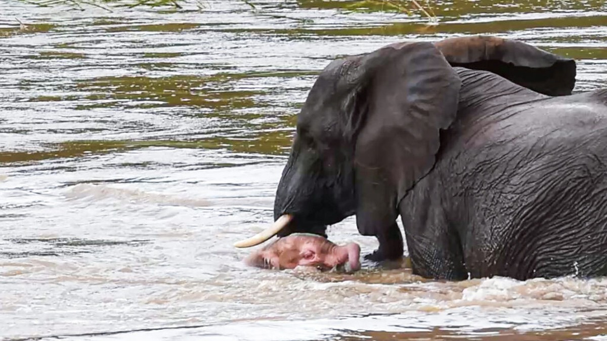 Bebê elefante "rosa" atravessa rio em safari com ajuda da mãe e guia ...