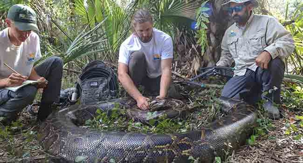 Biólogos encontram maior cobra píton da história da Flórida — 5,5 ...