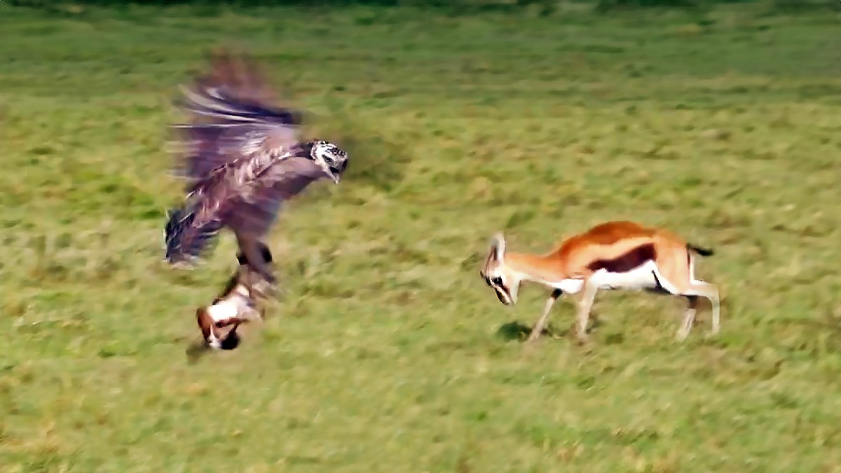 Gazela enfrenta maior águia da África para salvar filhote de ataque ...