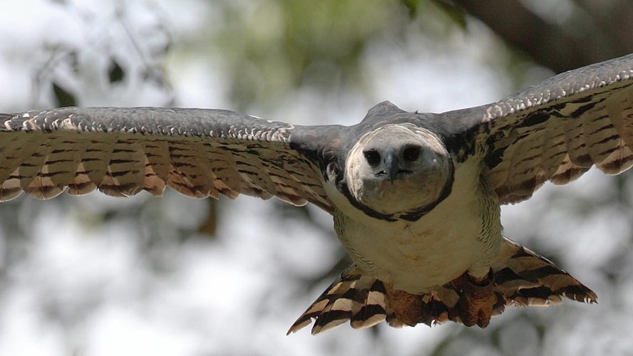 Falta de alimentos em áreas desmatadas deixa harpias famintas nas ...