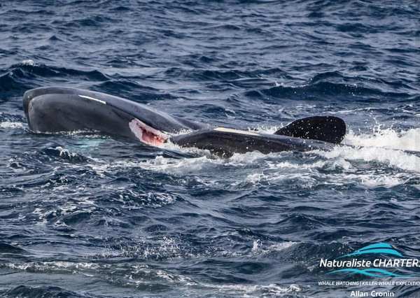 Espetáculo brutal: grupo de cerca de 60 orcas persegue e mata baleia ...
