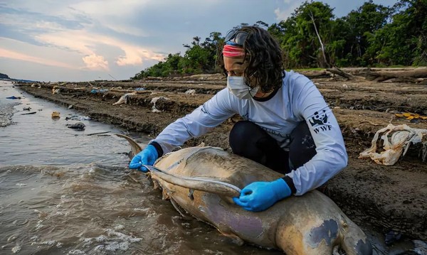 “Estarrecedor”: em meio à seca na Amazônia, lago perde 10% da população ...