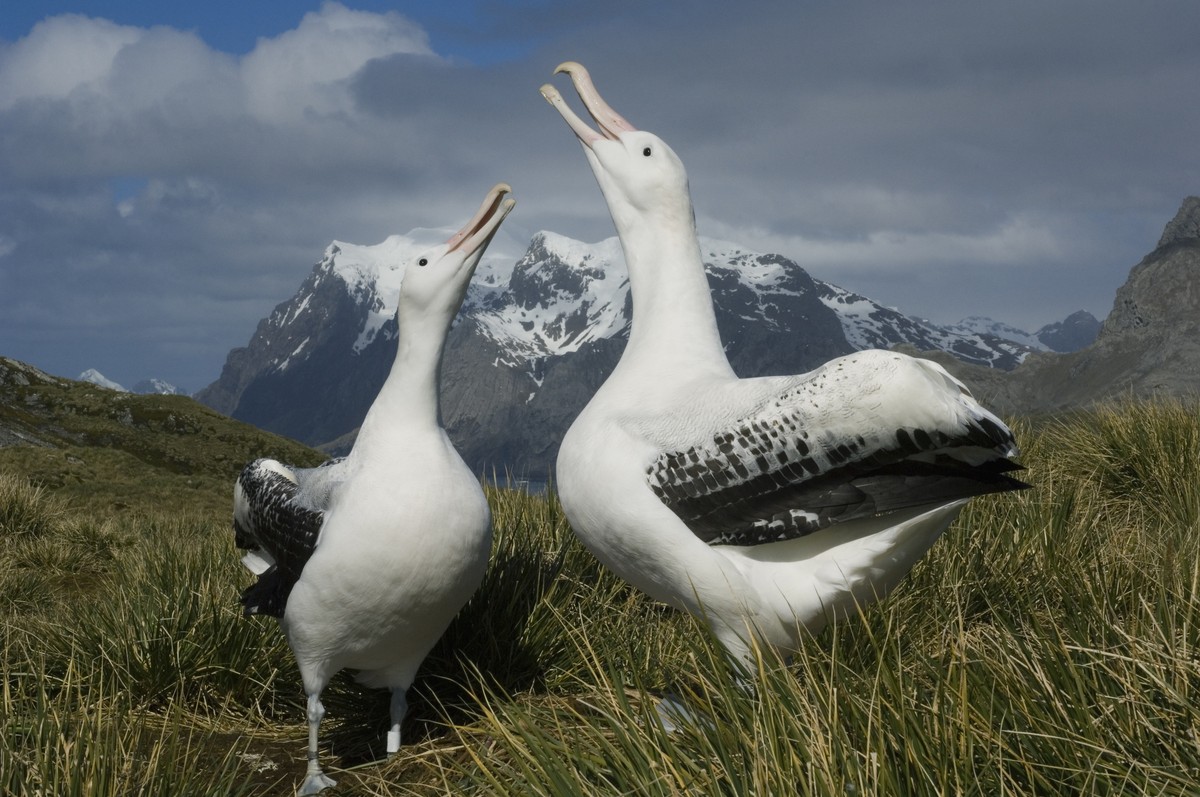 Albatrozes acanhados tendem a perder as "esposas", afirma pesquisa ...