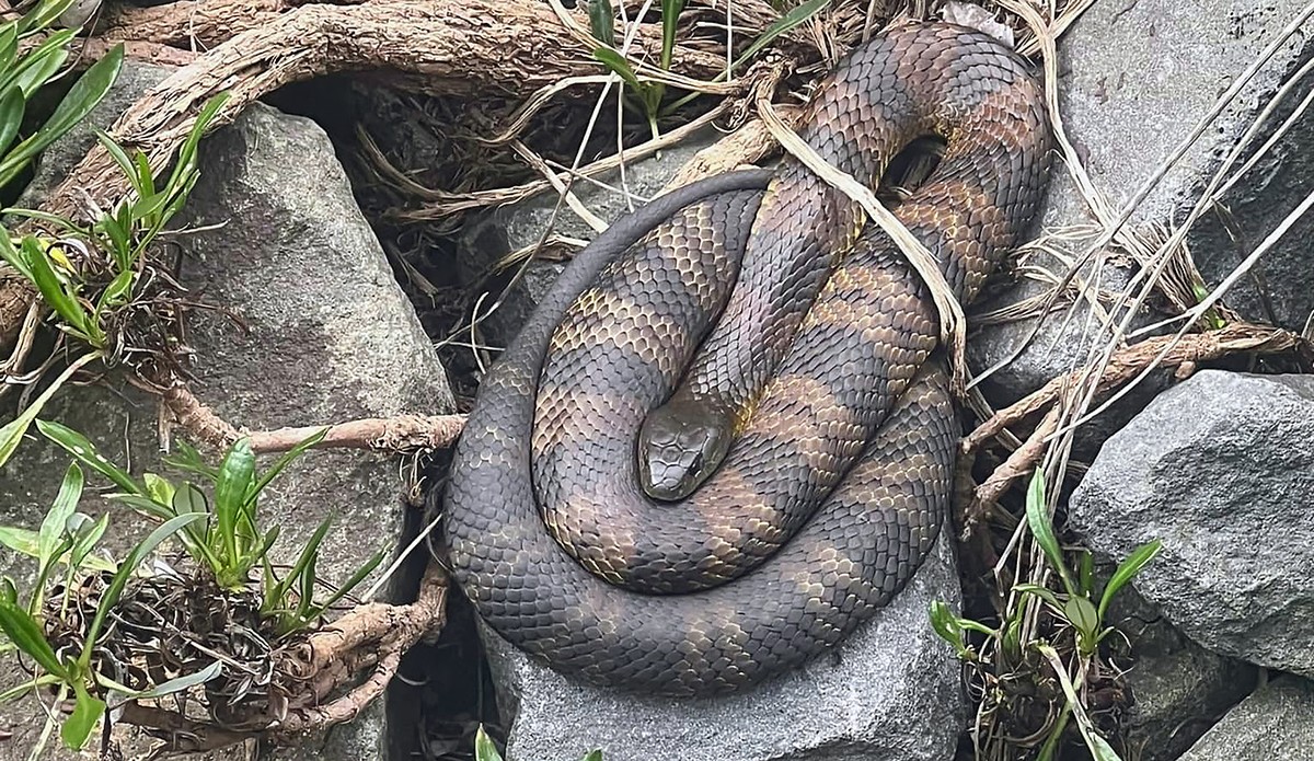 Temporada das cobras vai começar: veja como deixar o quintal mais seguro
