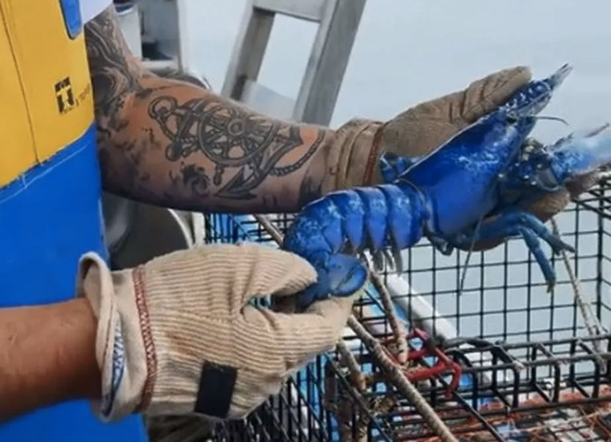 Pescador captura rara lagosta azul nos Estados Unidos: 'Uma em 2 ...