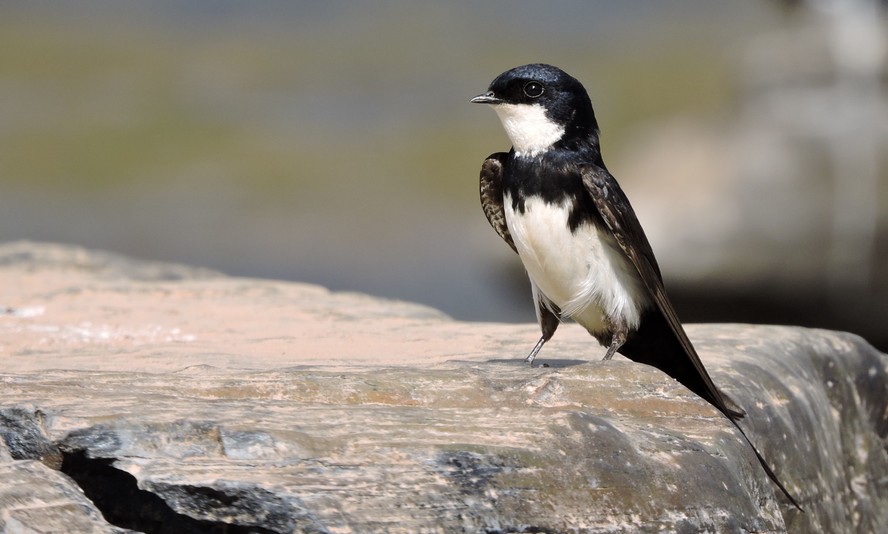 Andorinhas-de-coleira: espécie em risco crítico de extinção é ...