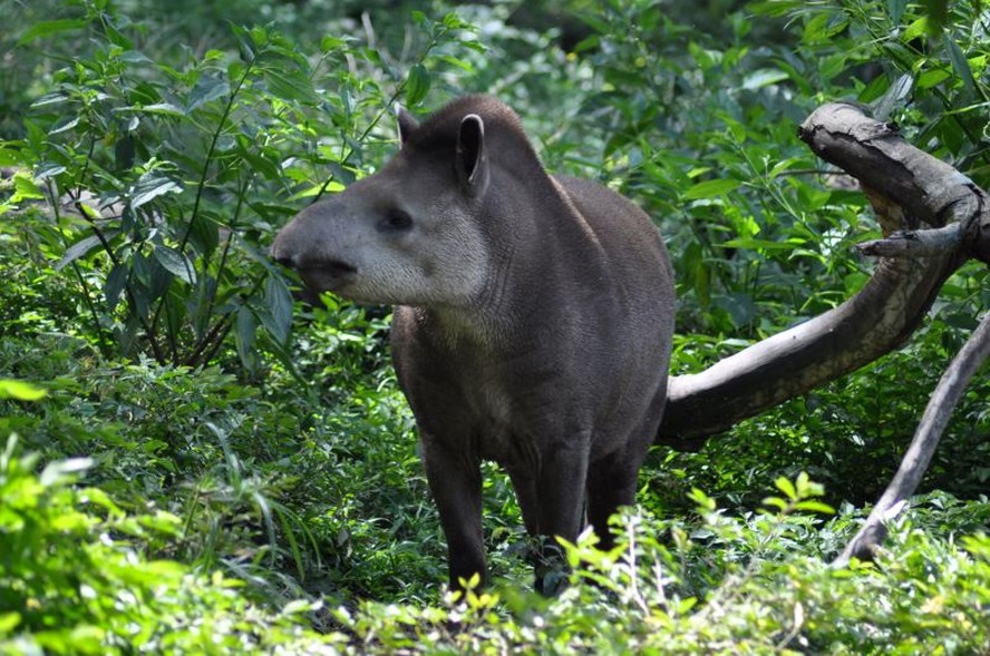 Antas são localizadas na Caatinga após 13 anos consideradas extintas no ...