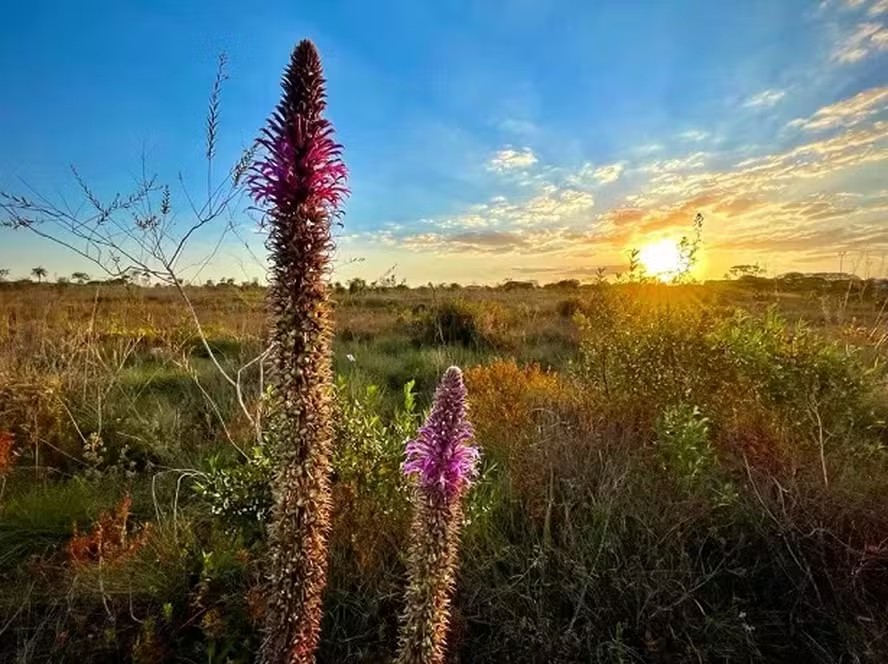 Conheça a flor que só existe em Brasília e corre risco de extinção ...
