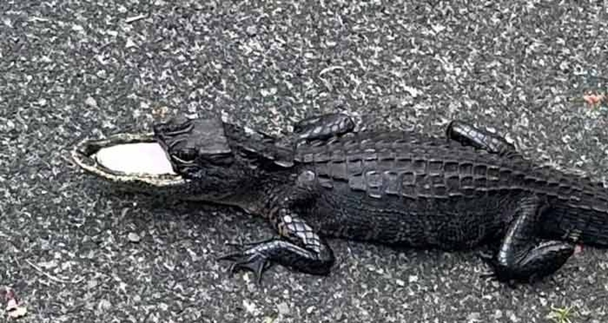 'Lil Guy': jacaré encontrado na Flórida sem a mandíbula superior vai ...