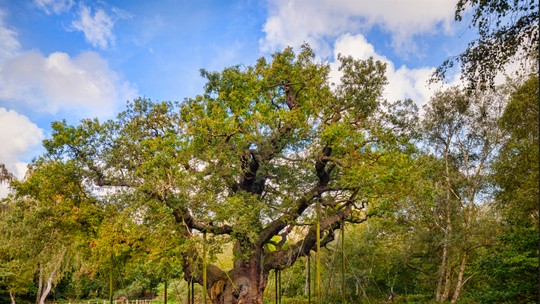 Mil anos depois, a árvore de Robin Hood morre na Inglaterra