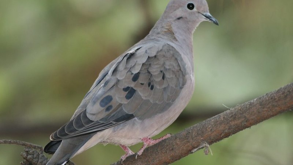 Colonização de novas áreas da Amazônia por uma espécie de pomba pode ...