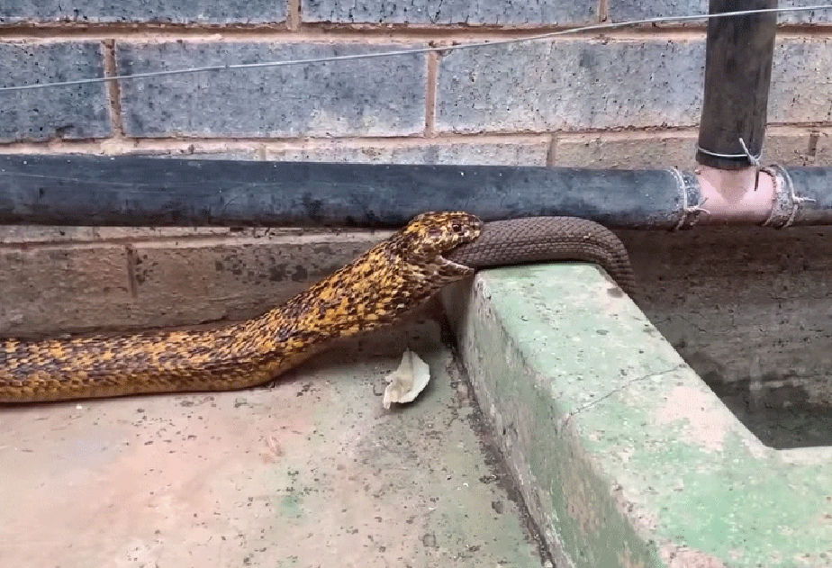 Banquete de víbora: vídeo impressionante mostra cobra comendo cobra ...