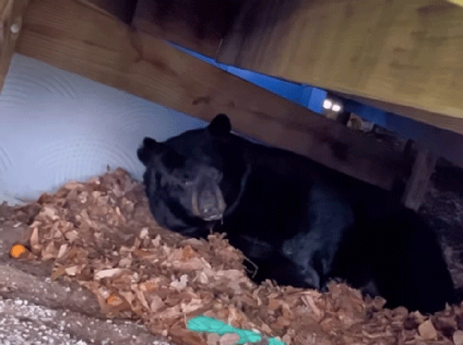 [VÍDEO] Família nos EUA se surpreende com urso-negro hibernando na ...