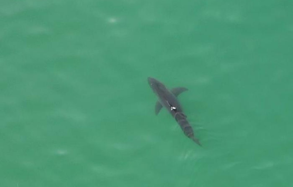 "Previsão de sol e tubarão para hoje": cientistas usam drones para ...