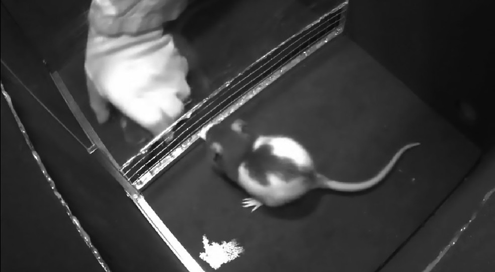 Ratos se divertem e "acham graça" ao ver amigos recebendo cócegas, diz ...