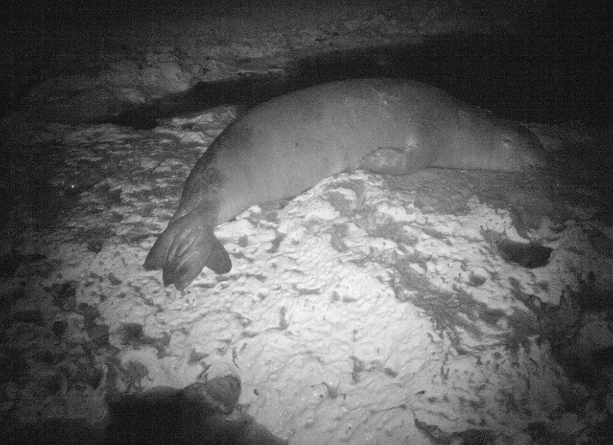 Novo local de reprodução de rara espécie de foca é descoberto no Chipre