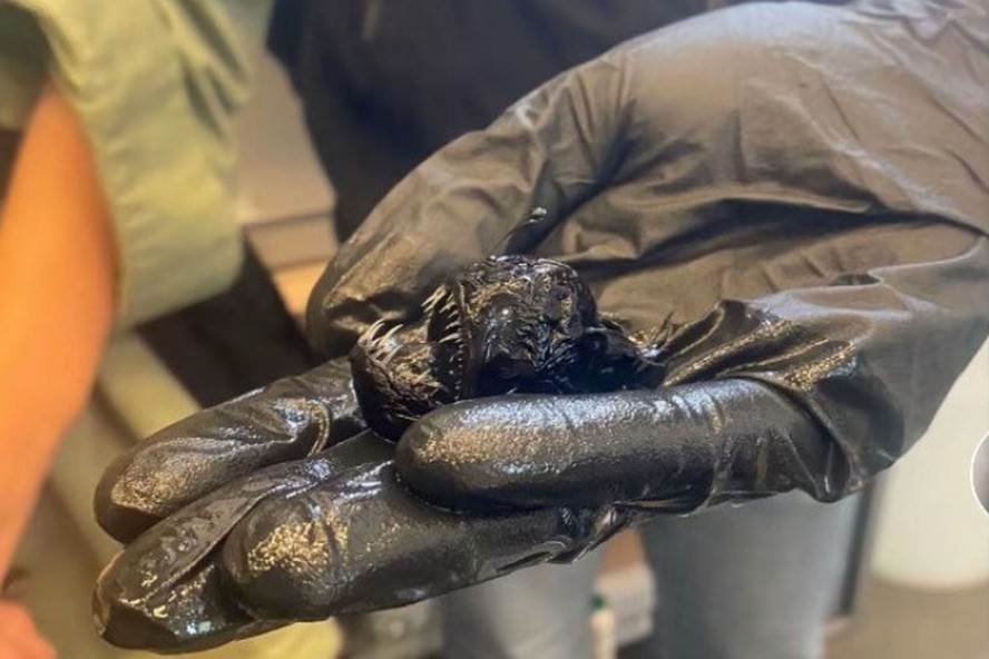 Sexo abissal: como é a reprodução entre o minúsculo macho "diabo negro ...