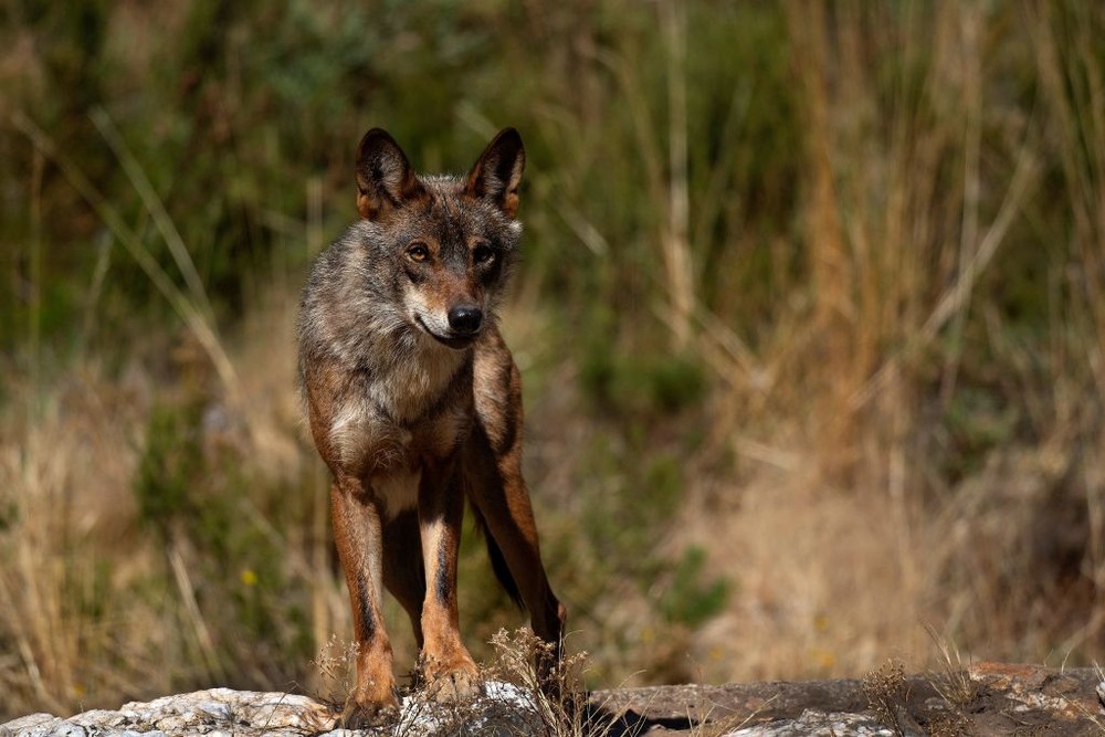Portugal vive quebra-cabeça com últimos cavalos de raça histórica e ...