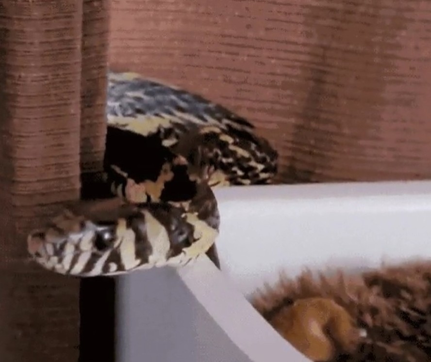 Cobra no berço: família encontra serpente no quarto de criança e chama ...