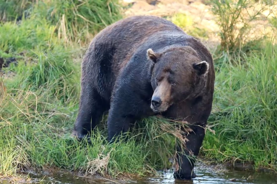 Urso com cicatriz e mandíbula quebrada vence concurso do “Urso Mais ...
