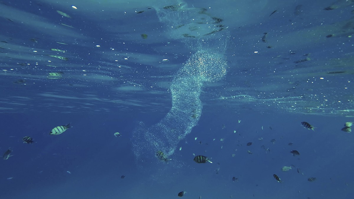 Parece plástico, mas é orgânico: conheça a salpa, animal invertebrado ...