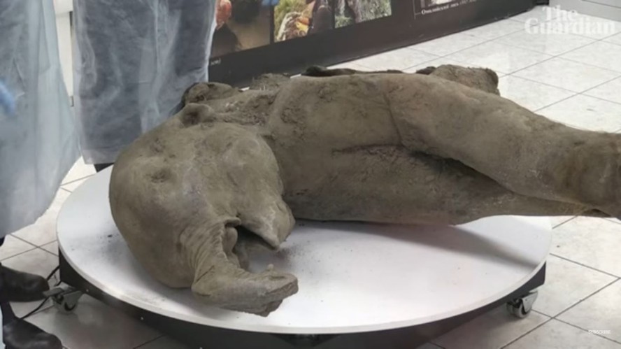 Cientistas russos descobrem corpo de mamute “mais bem preservado” da ...