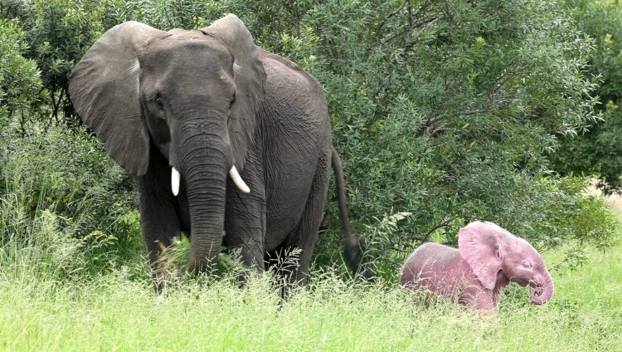 Elefante rosa é visto na África do Sul; veja as fotos e entenda sua ...