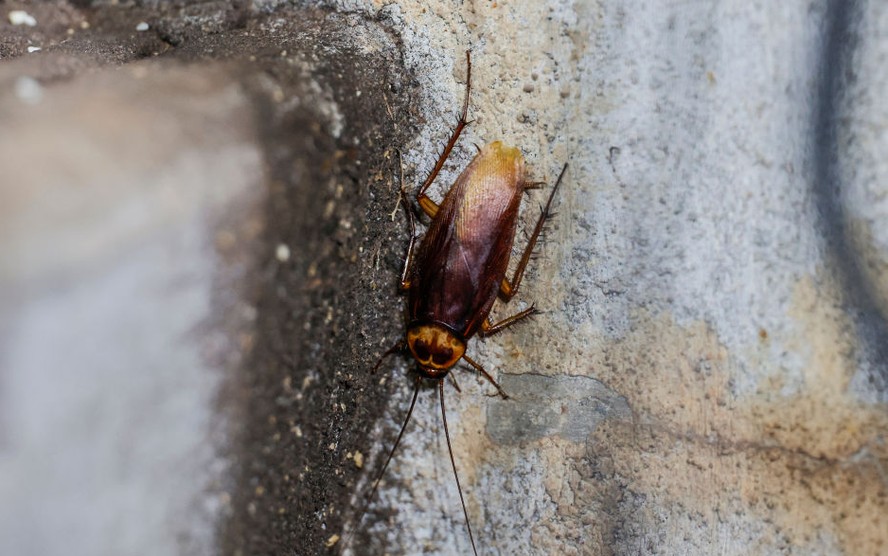Como as baratas conquistaram o mundo? Novo estudo traça a evolução ...