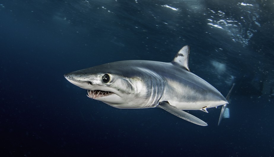 Mako, o tubarão mais rápido do mundo, não poderá mais ser capturado ...