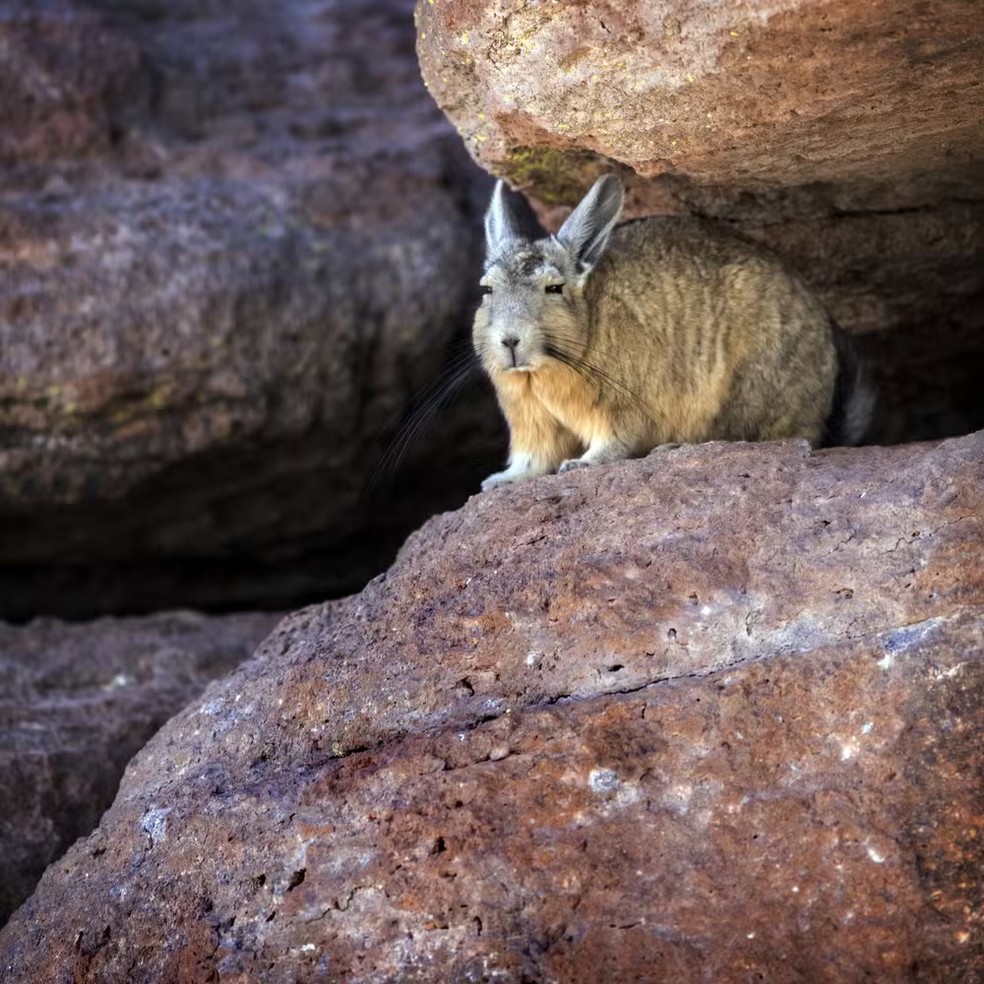 Animal que vem chamando atenção online, a viscacha é espécie em ...
