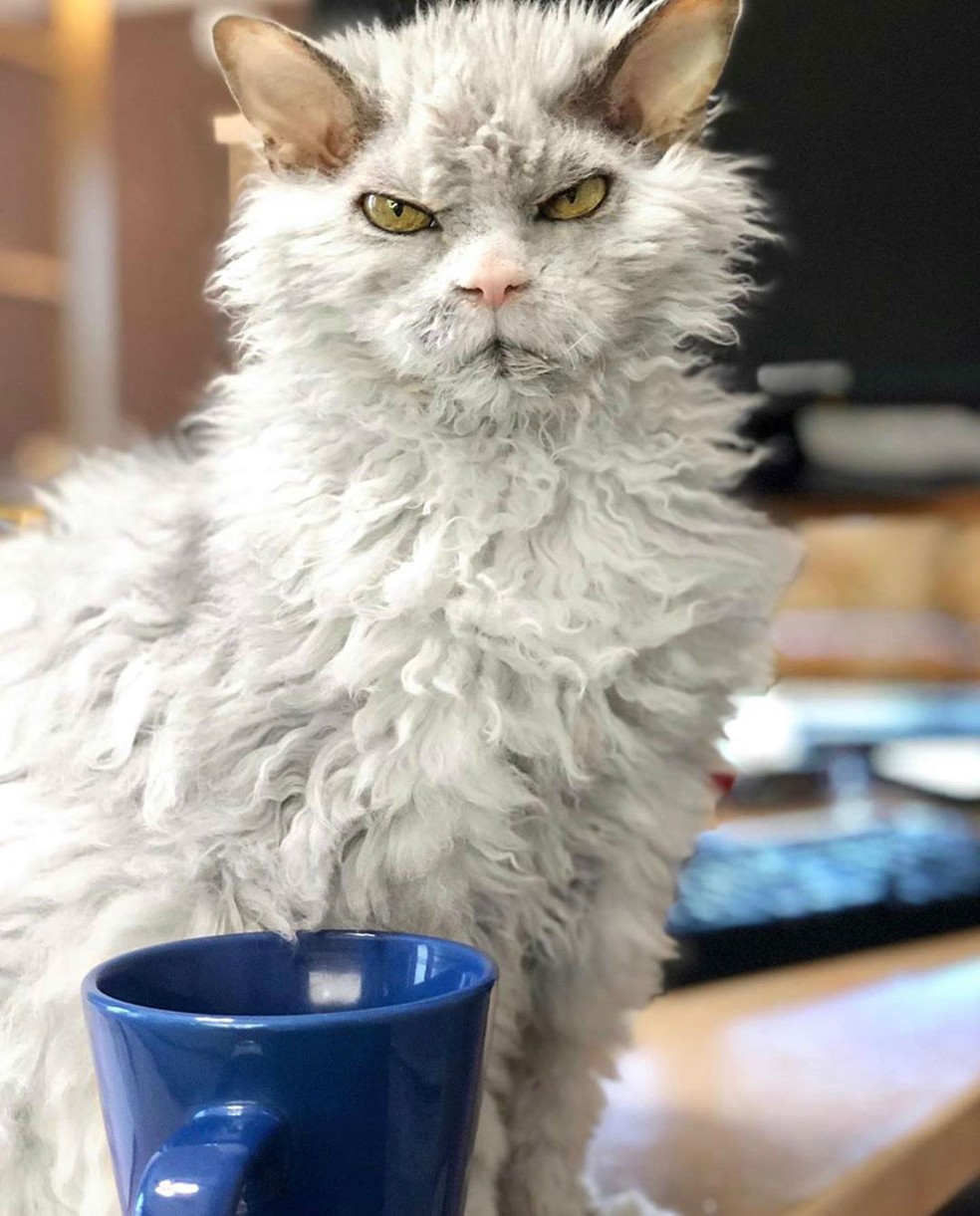 Pompous Albert: gato de escritório famoso pelo jeito 'carrancudo e ...