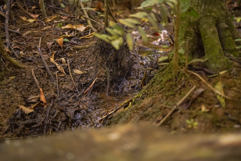 No Clima dos Biomas: aliança inovadora fortalece cafeicultura no ...