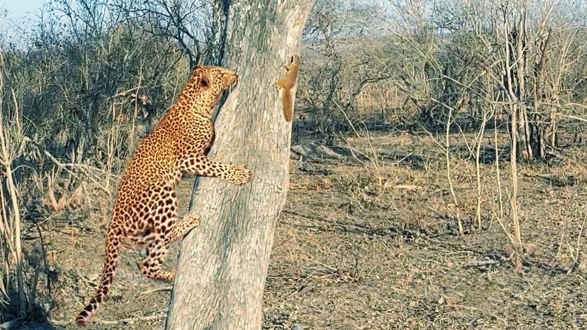 Gato e rato? Esquilo astuto dá canseira em leopardo que tenta pegá-lo ...