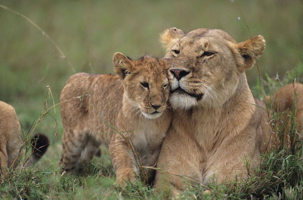Liderança feminina: conheça as rainhas do mundo animal