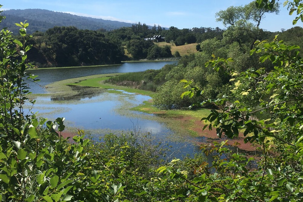 Como administrar áreas verdes -- quando a natureza não dá conta sozinha