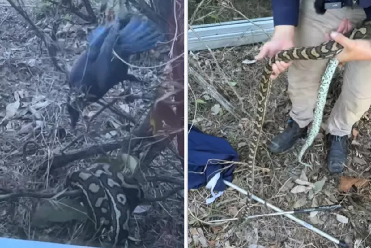 Cena rara de corvo atacando cobra é filmada na Austrália ...