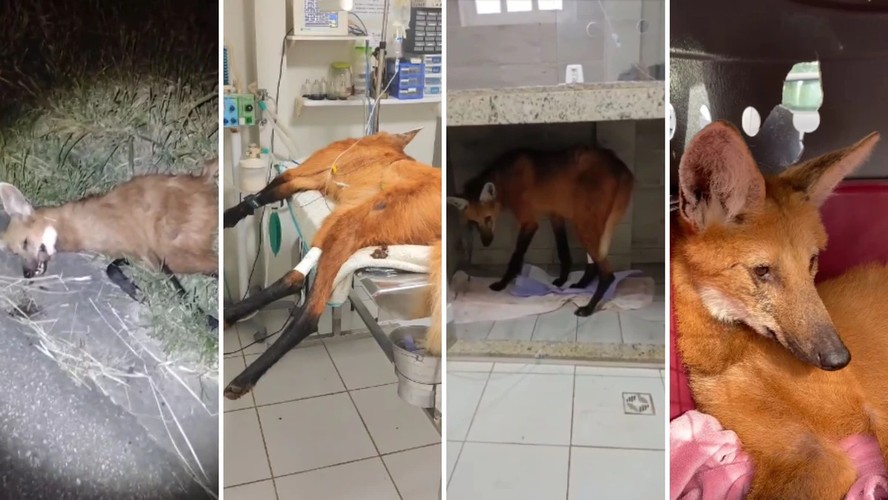 Loba-Guará é resgatada em estado grave em estrada
