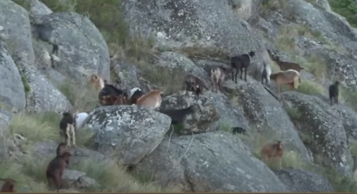Ilha na Itália decide doar cabras selvagens para acabar com a ...