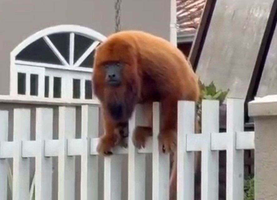 Aparição de macaco bugio-vermelho, quase dizimado pela febre amarela ...