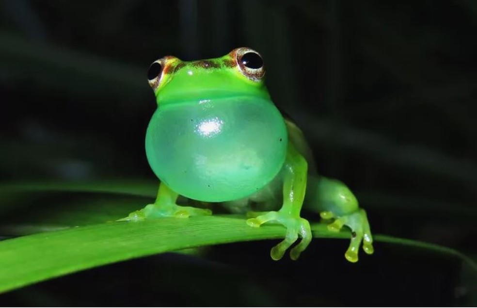 Nova espécie de perereca minúscula é encontrada em reserva na Costa Rica